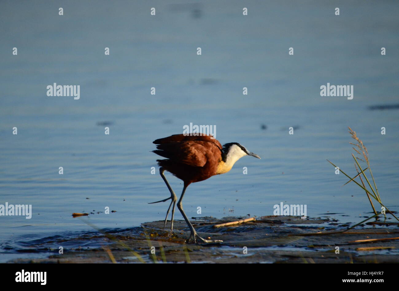 Jesus bird hi-res stock photography and images - Alamy