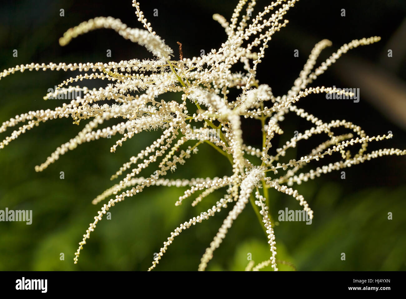 garden plant "goat's beard" with tiny white flowers, note shallow depth ...