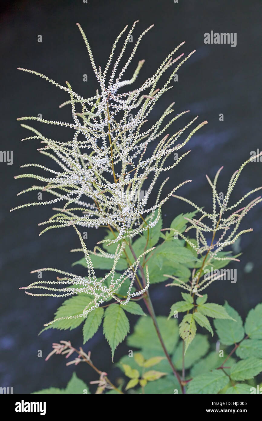 garden plant "goat's beard" with tiny white flowers, note shallow depth ...