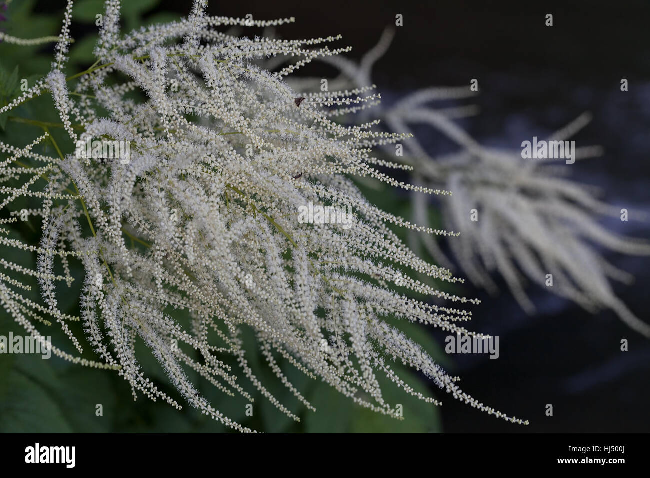 garden plant "goat's beard" with tiny white flowers, note shallow depth ...