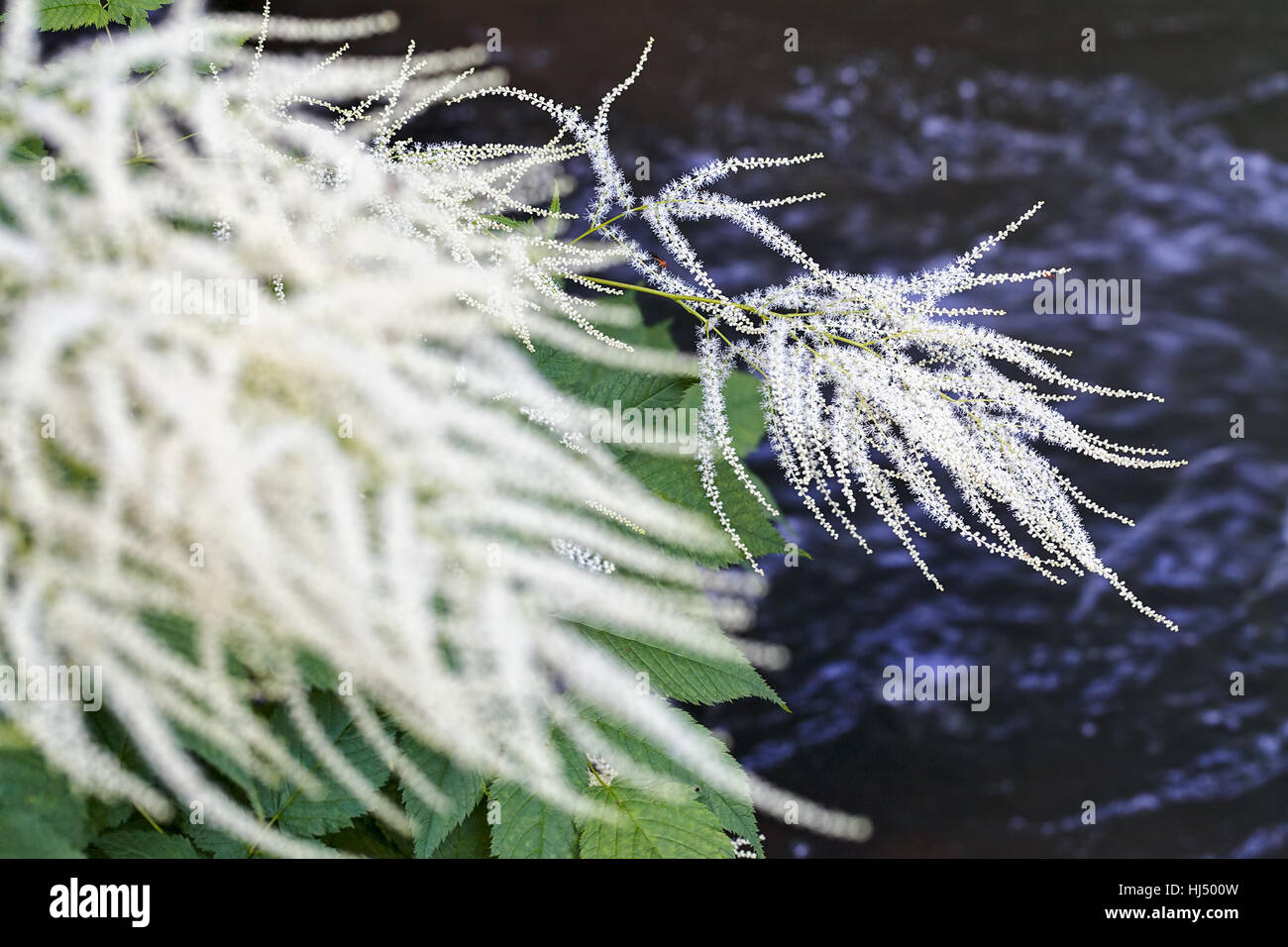 garden plant "goat's beard" with tiny white flowers, note shallow depth ...