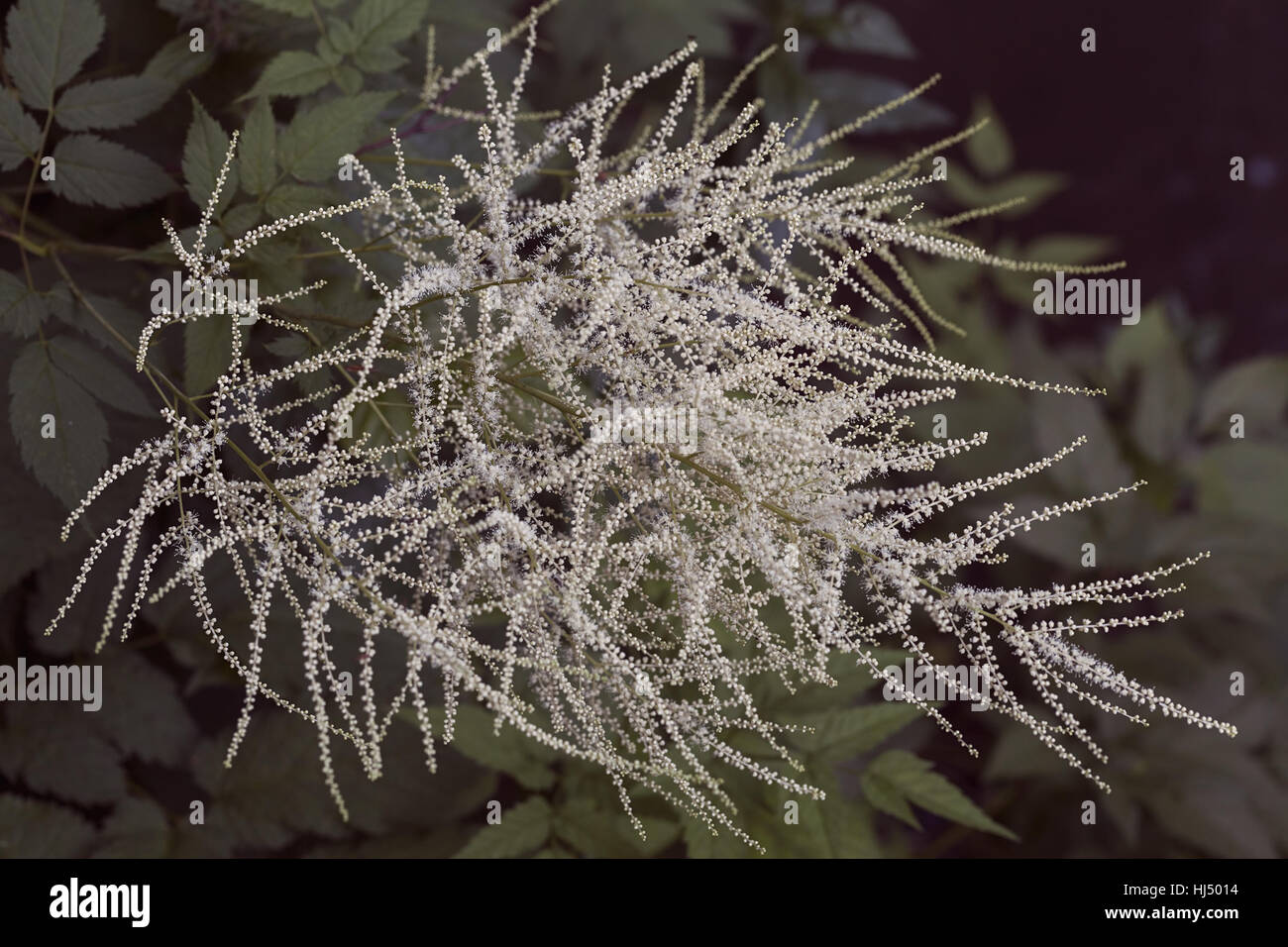 garden plant "goat's beard" with tiny white flowers, note shallow depth ...