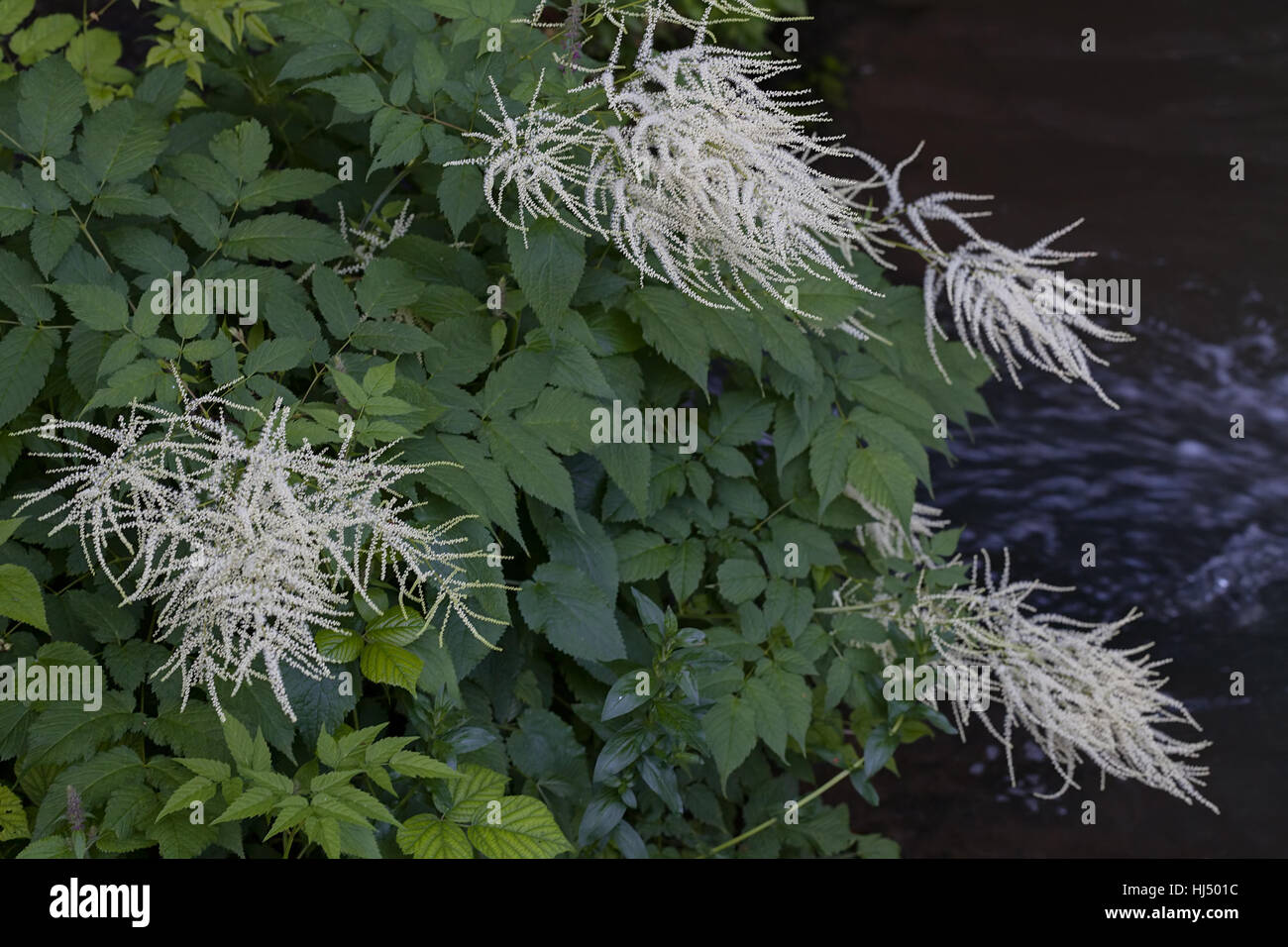 garden plant "goat's beard" with tiny white flowers, note shallow depth ...