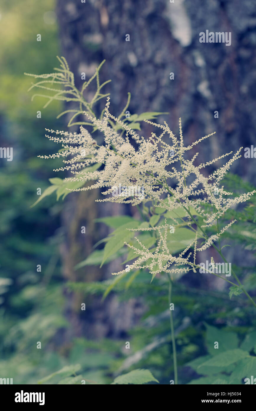 garden plant "goat's beard" with tiny white flowers, note shallow depth ...