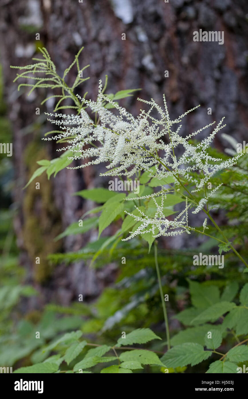 garden plant "goat's beard" with tiny white flowers, note shallow depth ...