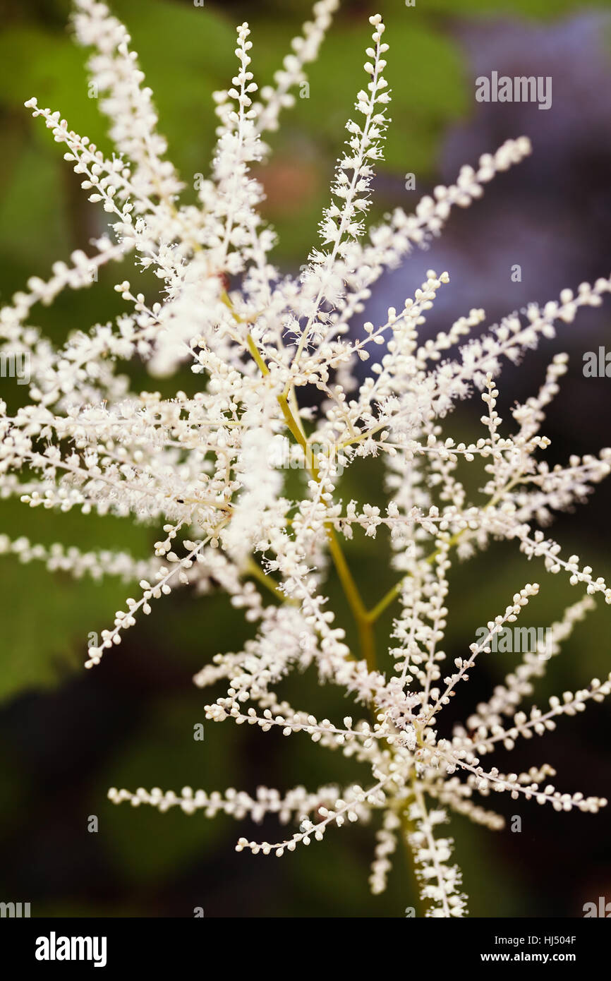 garden plant "goat's beard" with tiny white flowers, note shallow depth ...