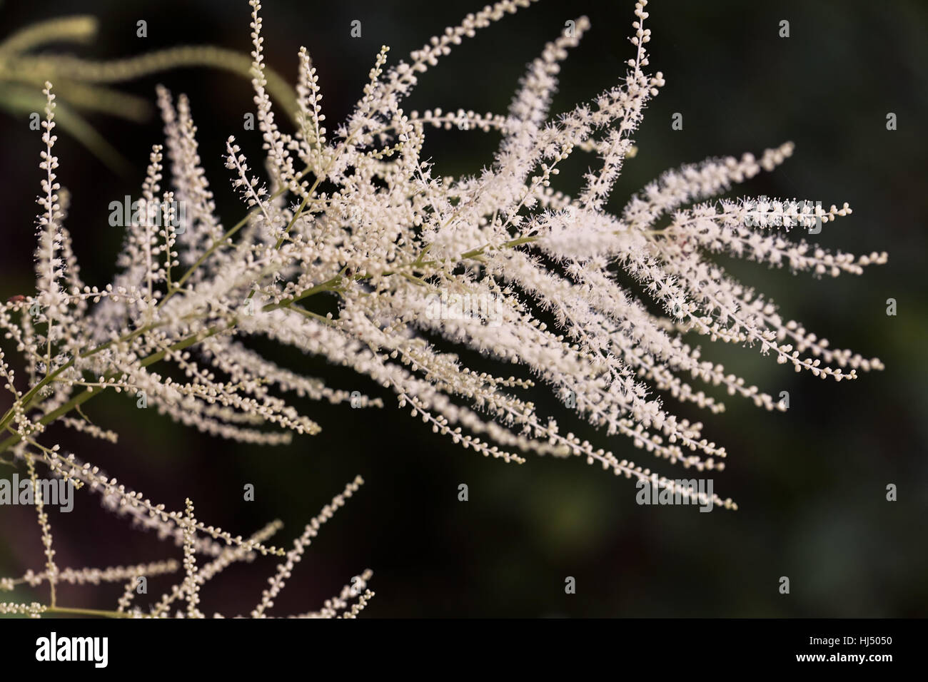 garden plant "goat's beard" with tiny white flowers, note shallow depth ...