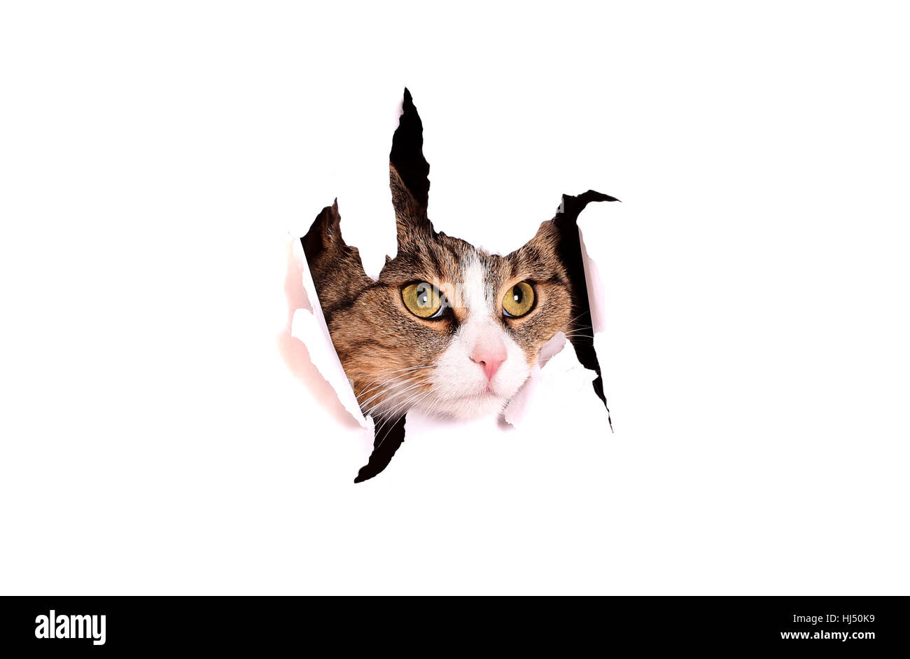 Paper hole cat Cut Out Stock Images & Pictures - Alamy