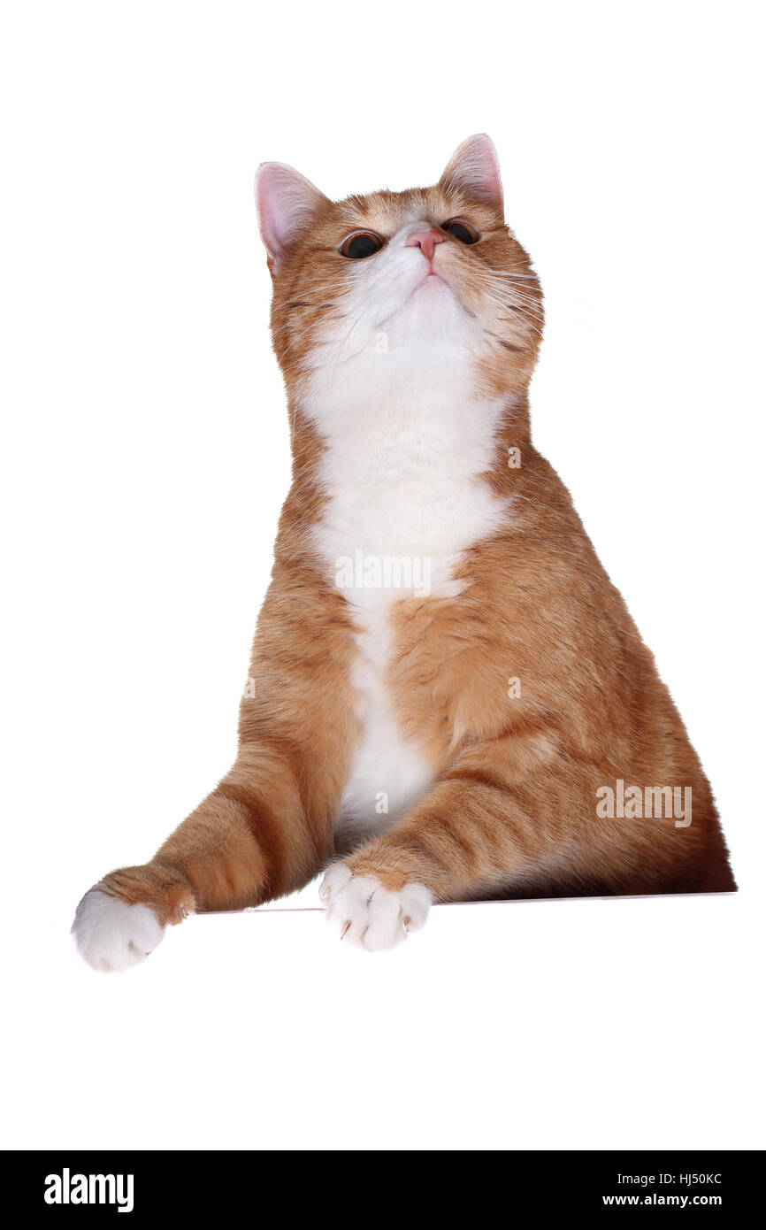 fascinated cat behind cardboard Stock Photo - Alamy