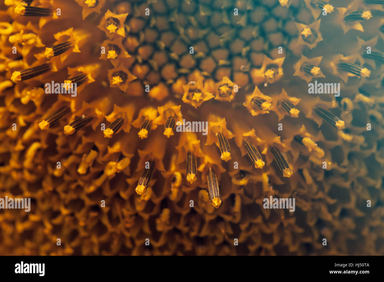 the inside of the flower sunflower close-up, note shallow depth of ...