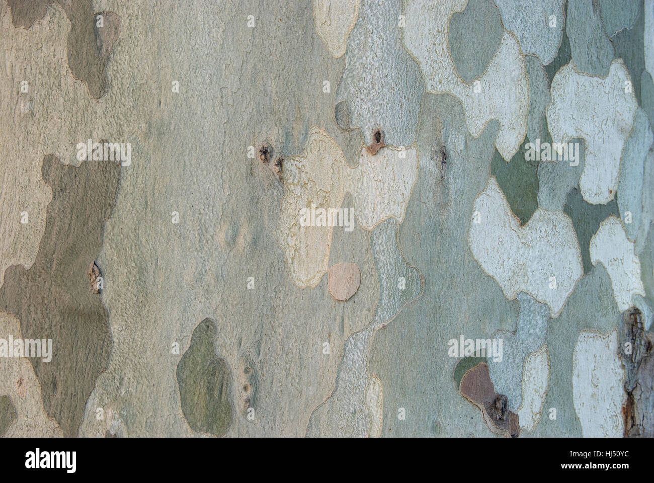 tree, bark, camouflage, spot, spots, backdrop, background, grey, gray ...