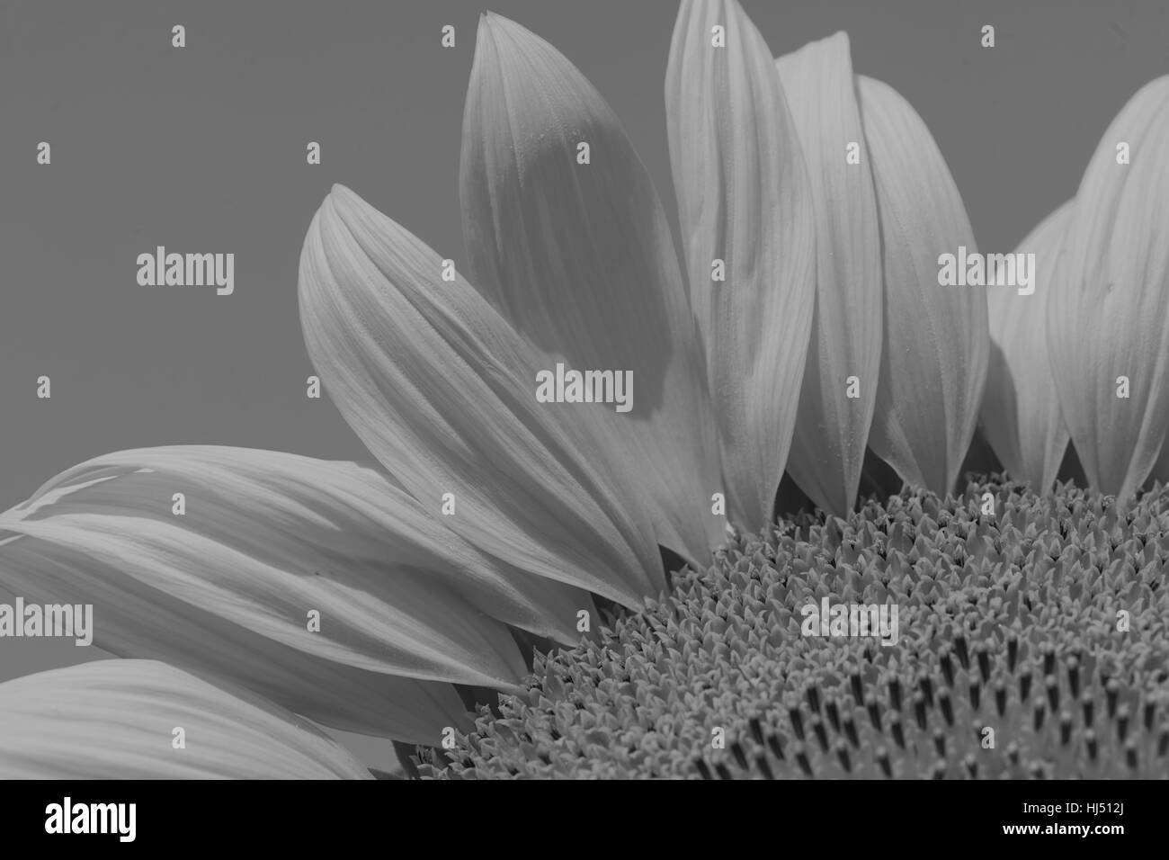 Shallow depth field orange flower Black and White Stock Photos & Images ...