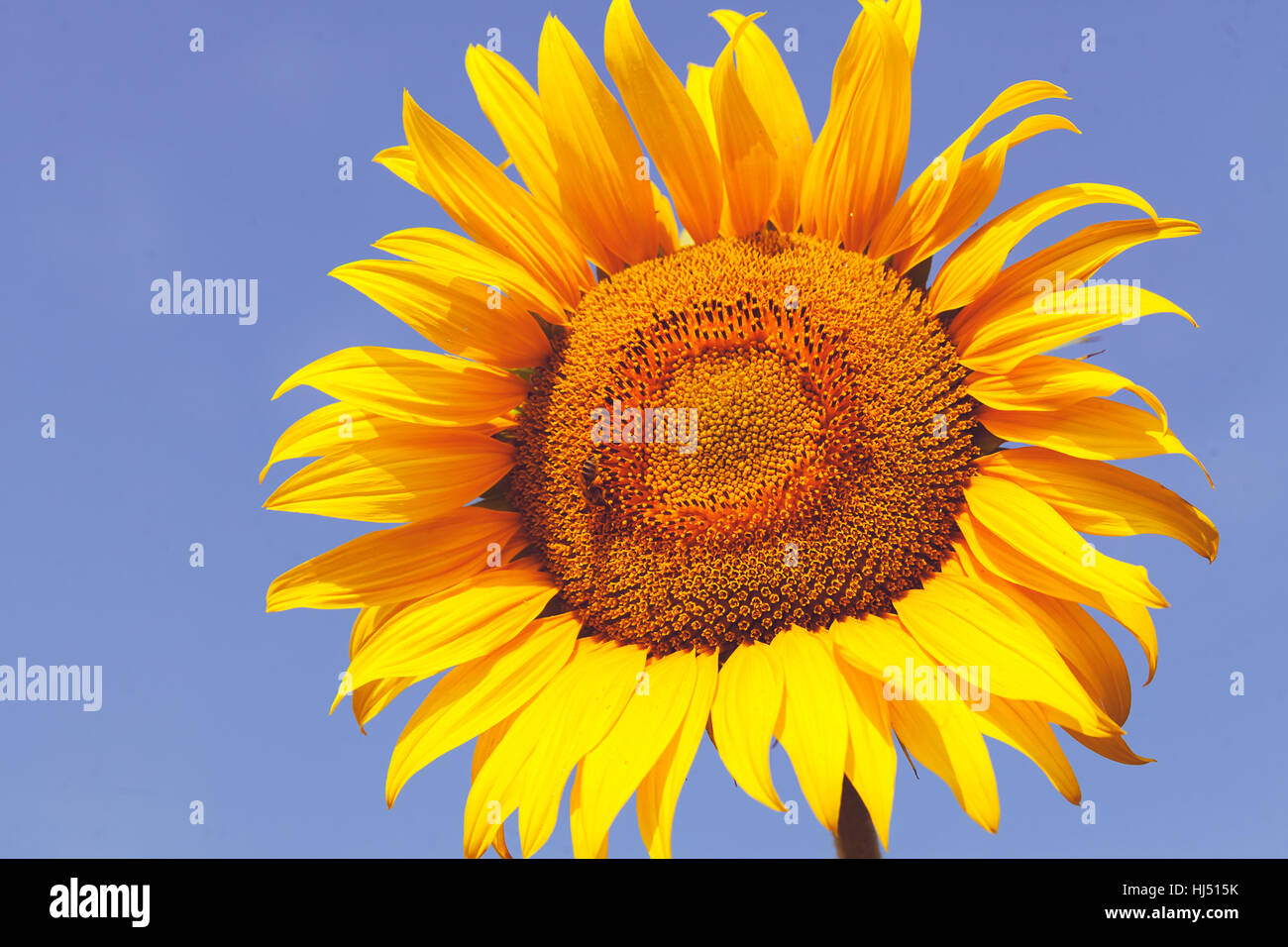 sunflower on a sunny day with the sky behind, note shallow depth of ...