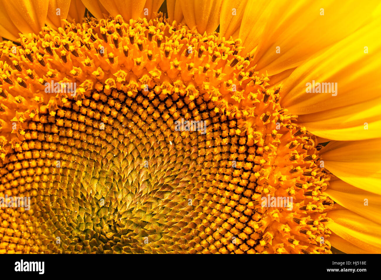 the inside of the flower sunflower close-up, note shallow depth of ...