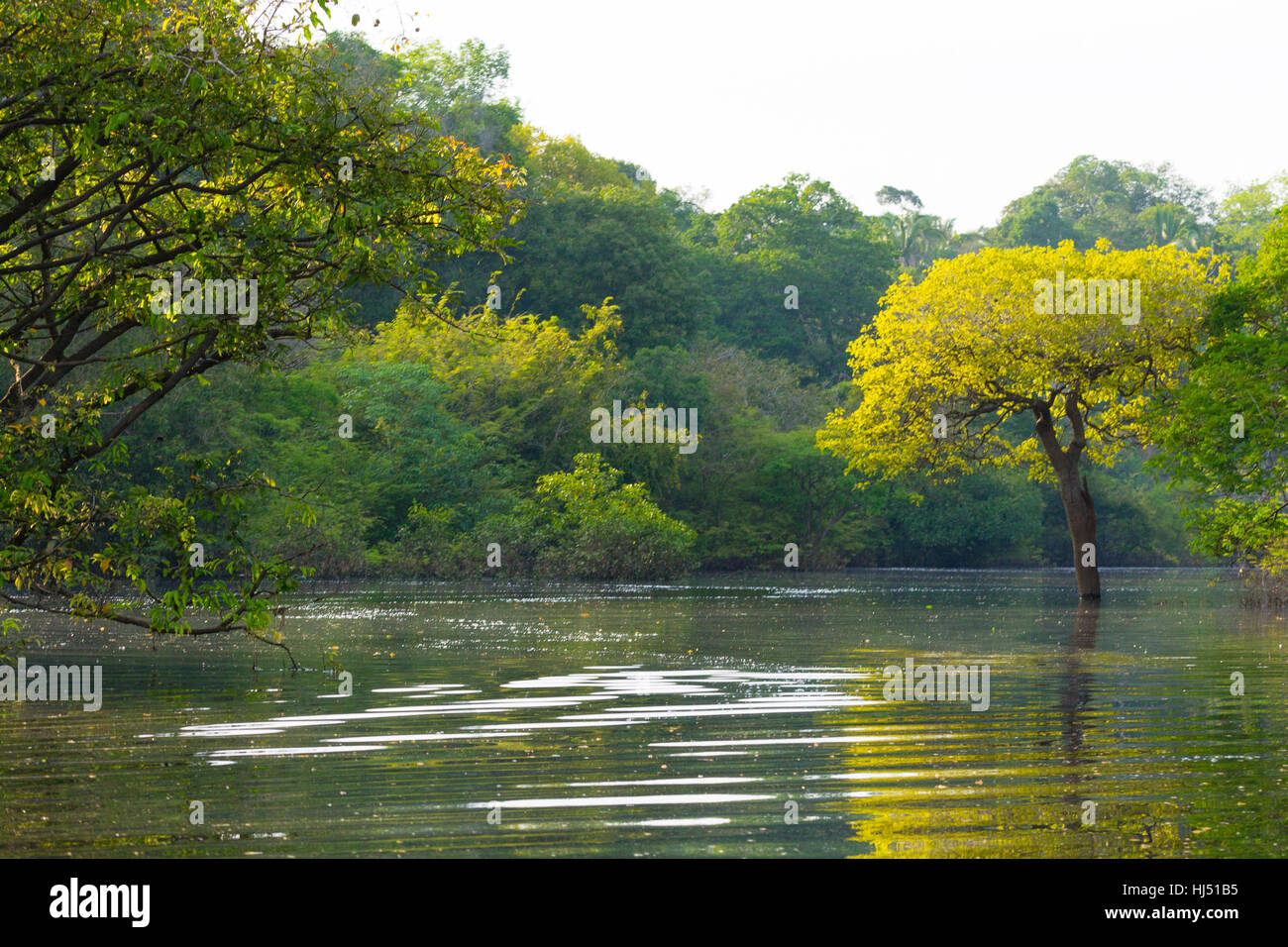 Panorama from Amazon rainforest, Brazilian wetland region. Navigable ...