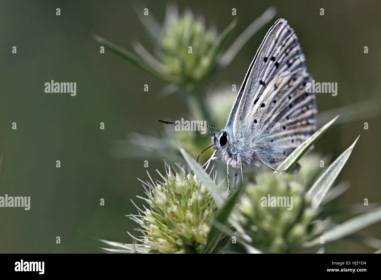 blue, butterfly, blue, insect, fauna, butterfly, wing, nectar, dots ...
