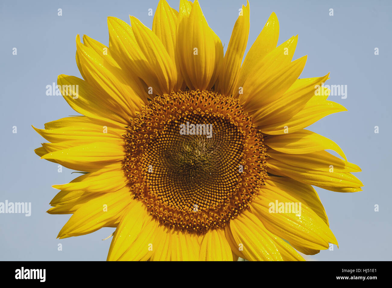 sunflower on a sunny day with the sky behind, note shallow depth of ...