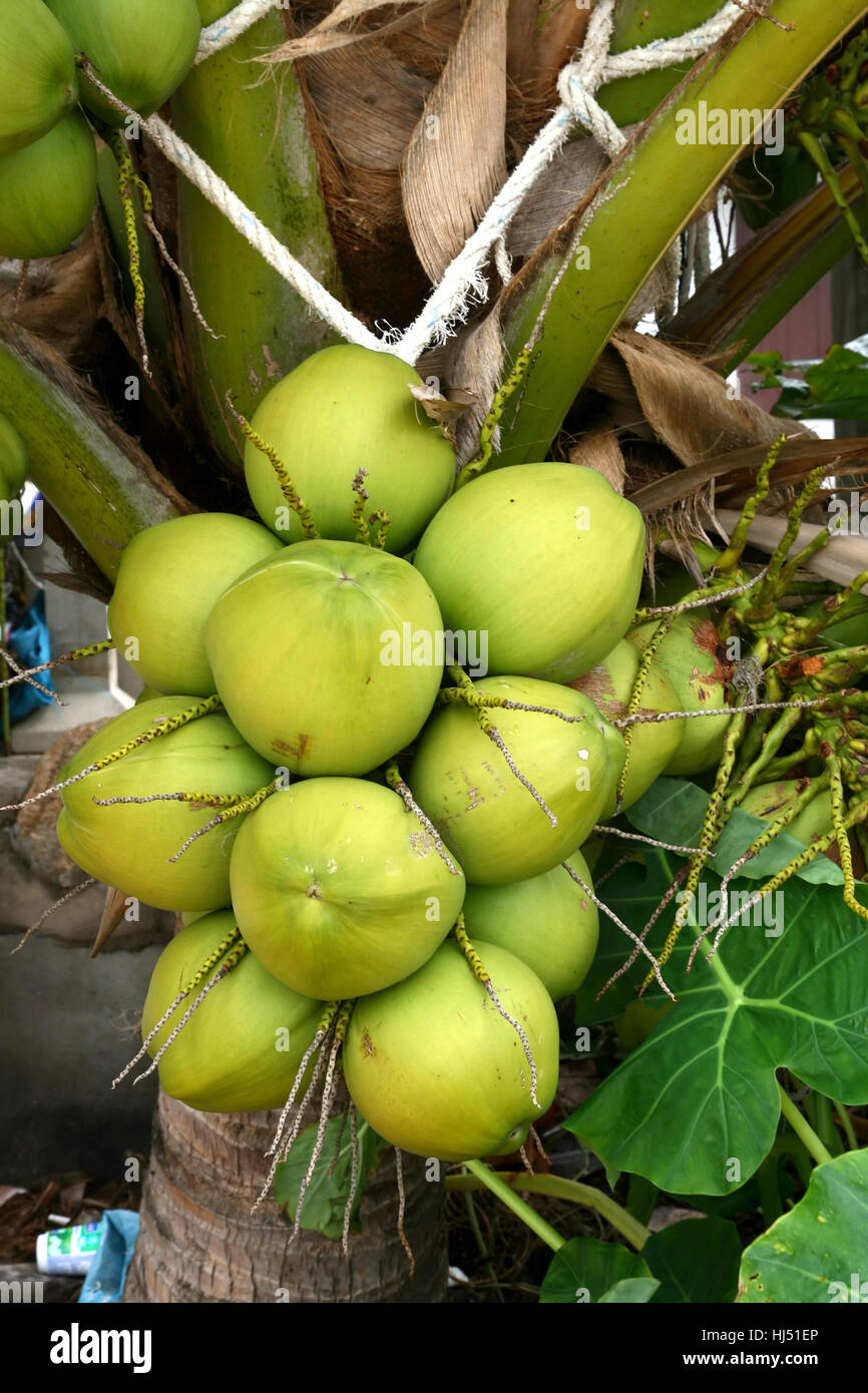 food, aliment, tree, agriculture, farming, fruit, beverage, tropical ...