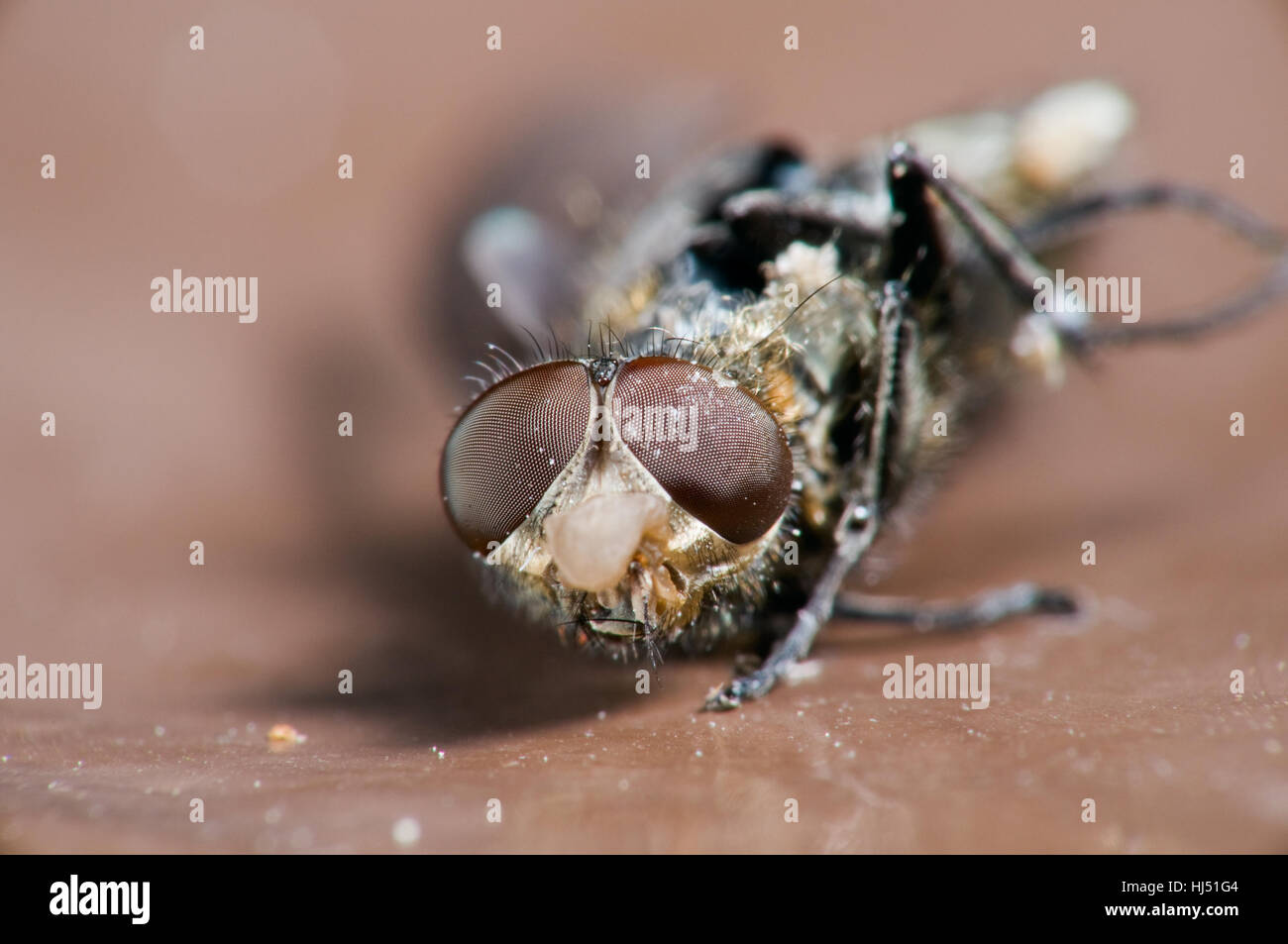 Dead fly fly swatter hi-res stock photography and images - Alamy