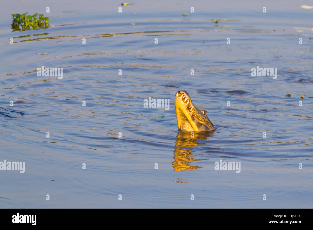 Caiman floating on the surface of the water in Pantanal, Brazil ...