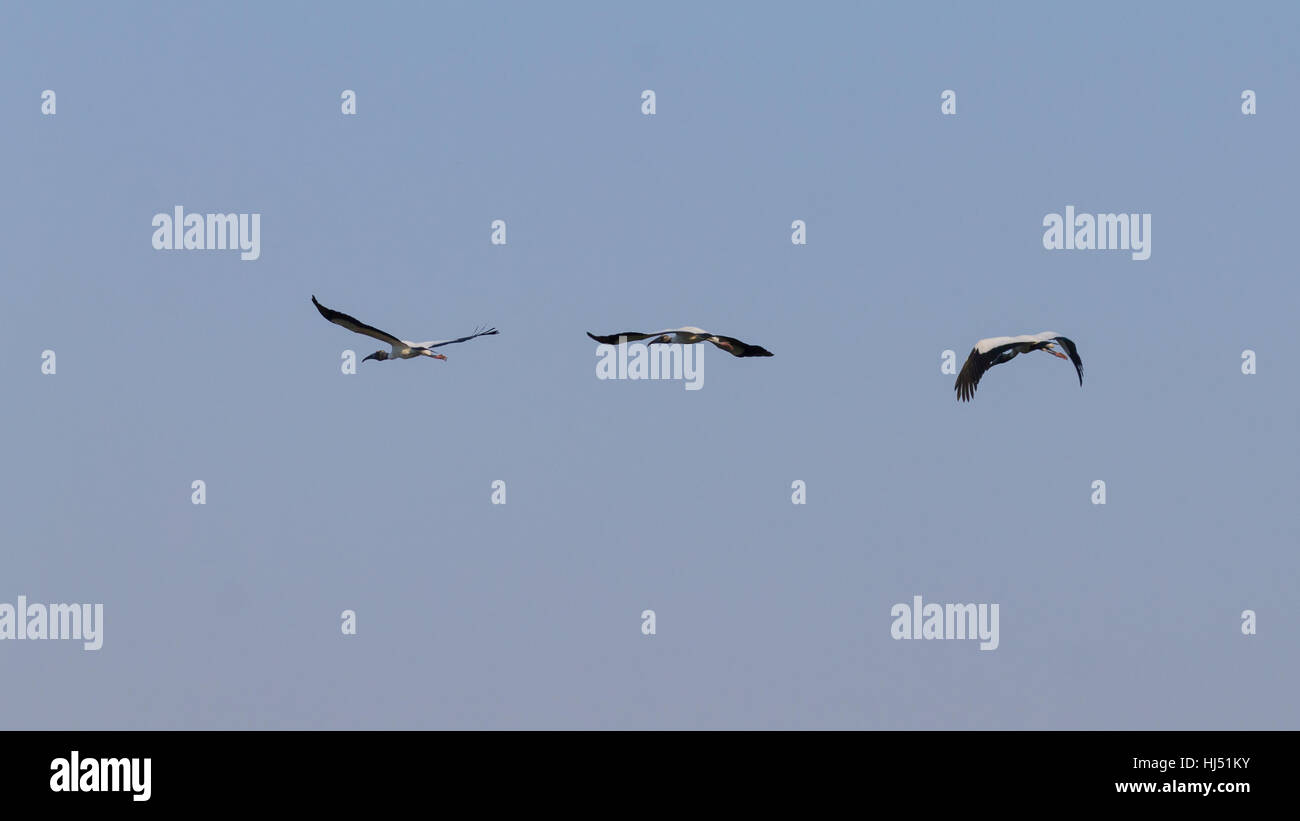 Birds in flight detail from Pantanal, Brazil. Brazilian wildlife Stock ...
