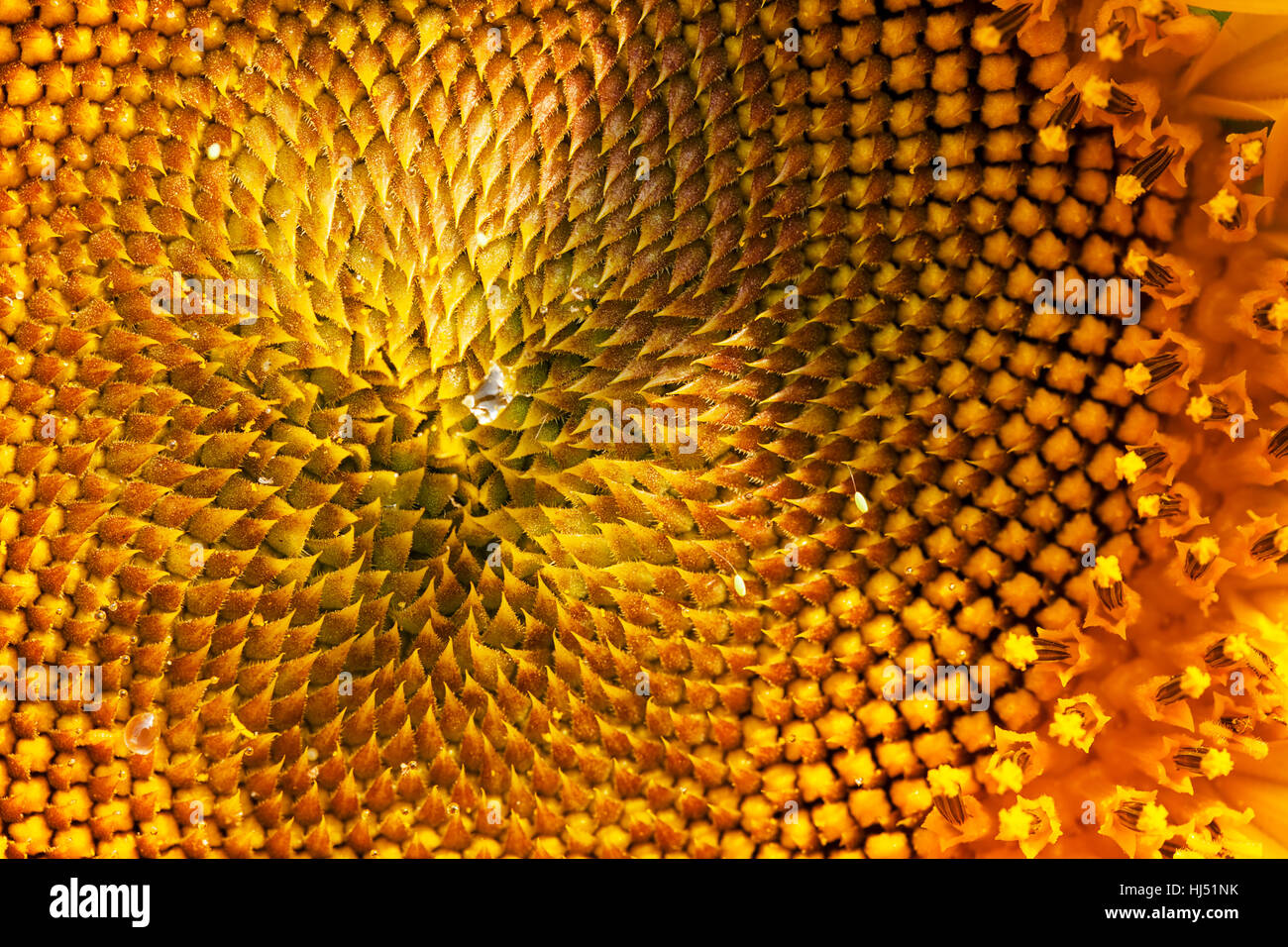 the inside of the flower sunflower close-up, note shallow depth of ...