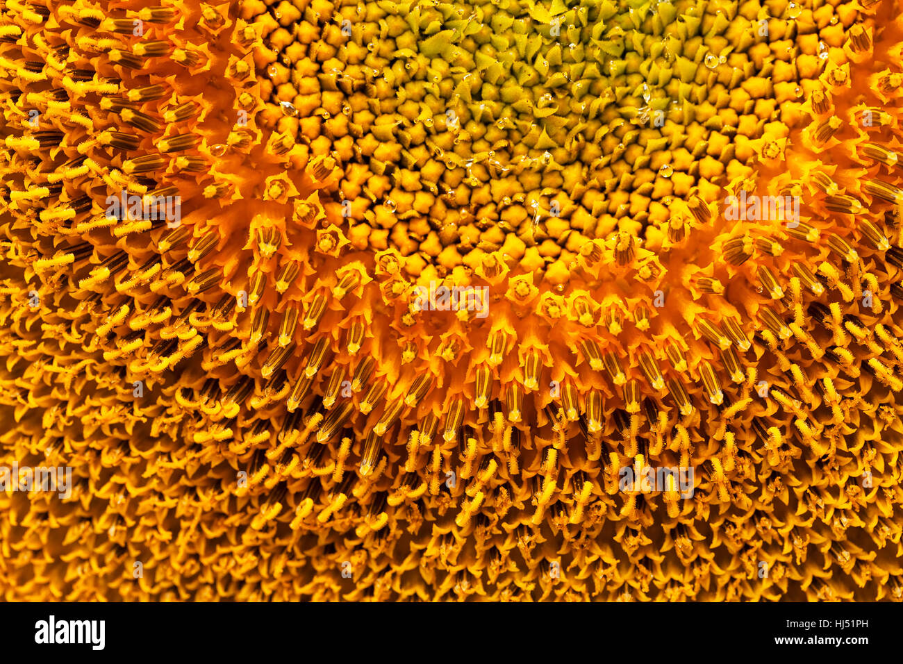 the inside of the flower sunflower close-up, note shallow depth of ...