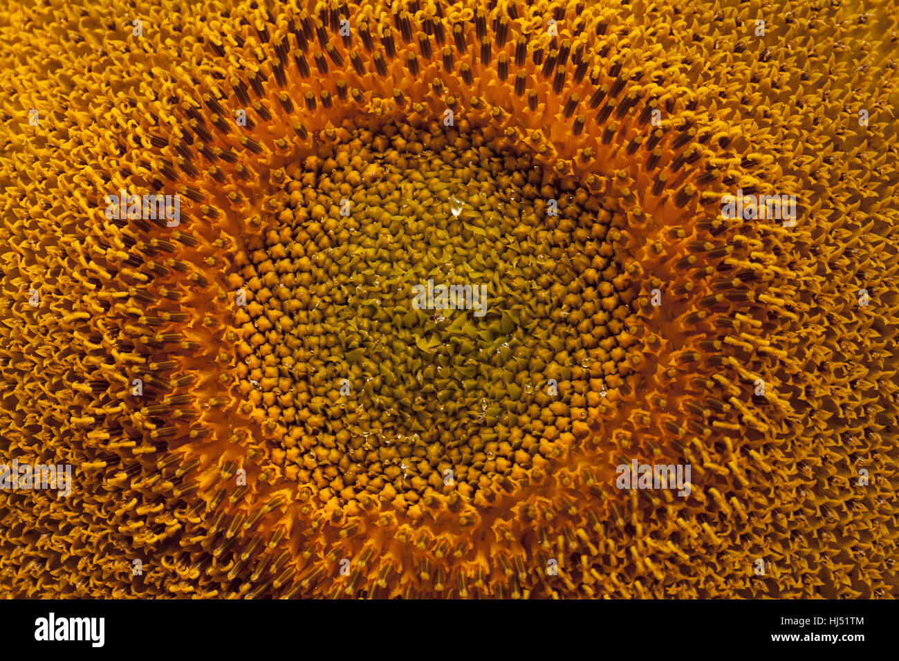 the inside of the flower sunflower close-up, note shallow depth of ...