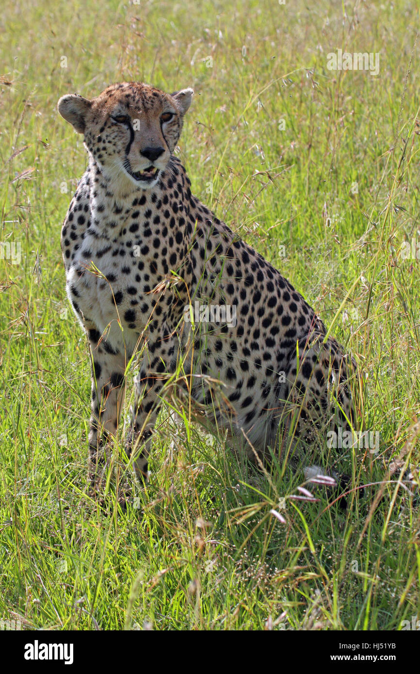 africa, kenya, predator, cat, big cat, feline predator, cheetah ...