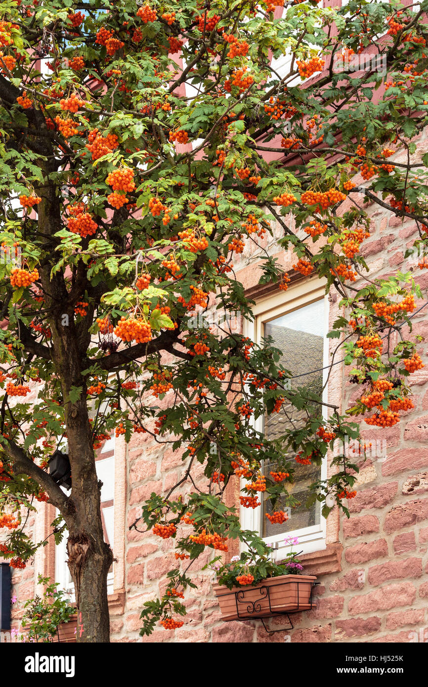 house, building, shine, shines, bright, lucent, light, serene, luminous ...