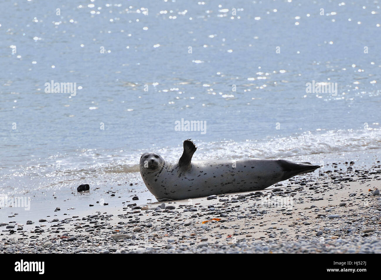Robbe robben hi-res stock photography and images - Alamy
