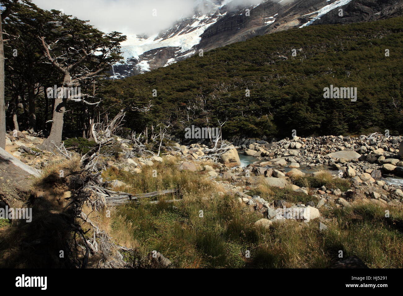 argentina, chile, andes, forest, tower, tree, trees, mountains, park ...