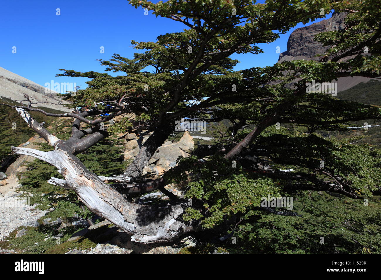 argentina, chile, andes, forest, tower, tree, trees, mountains, park ...