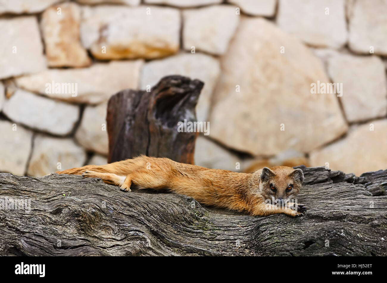 tree, animal, mammal, wood, fauna, wild, animals, zoo, lie, lying, lies ...
