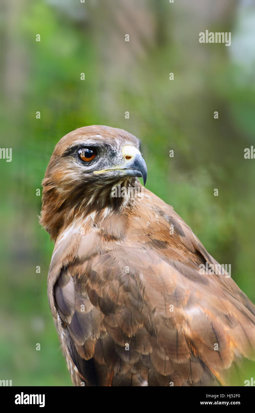 animals, birds, animal, bird, fauna, wild, birds, zoo, raptor, birds of ...