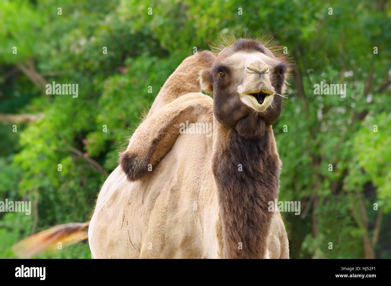 tree, animal, mammal, fauna, wild, portrait, camel, zoo, look, glancing ...