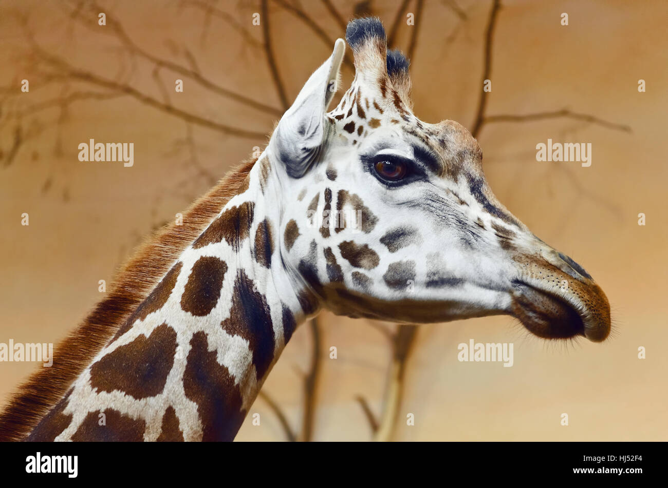 animal, mammal, fauna, wild, portrait, zoo, look, glancing, see, view ...