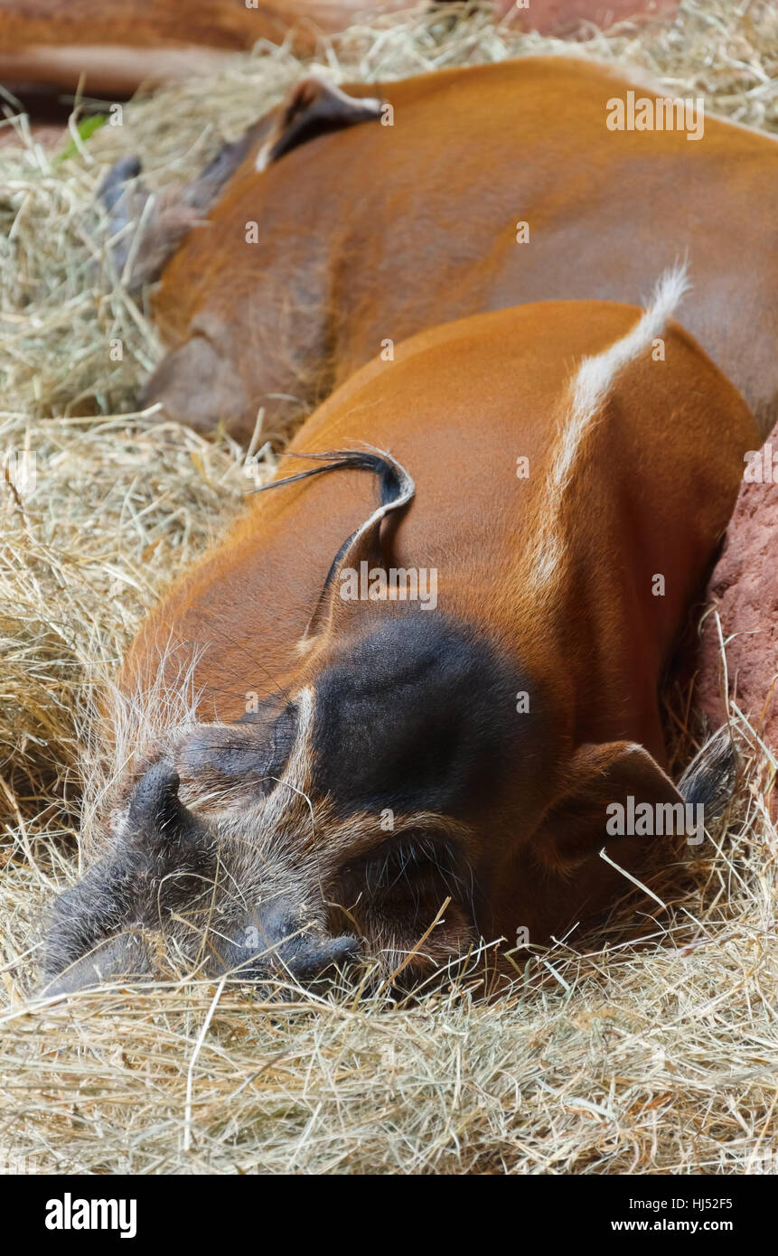animal, mammal, fauna, wild, zoo, sleep, sleeping, wildlife, hay ...