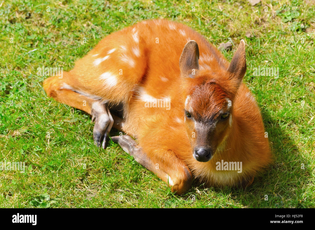environment, enviroment, animal, mammal, fauna, wild, animals, portrait ...