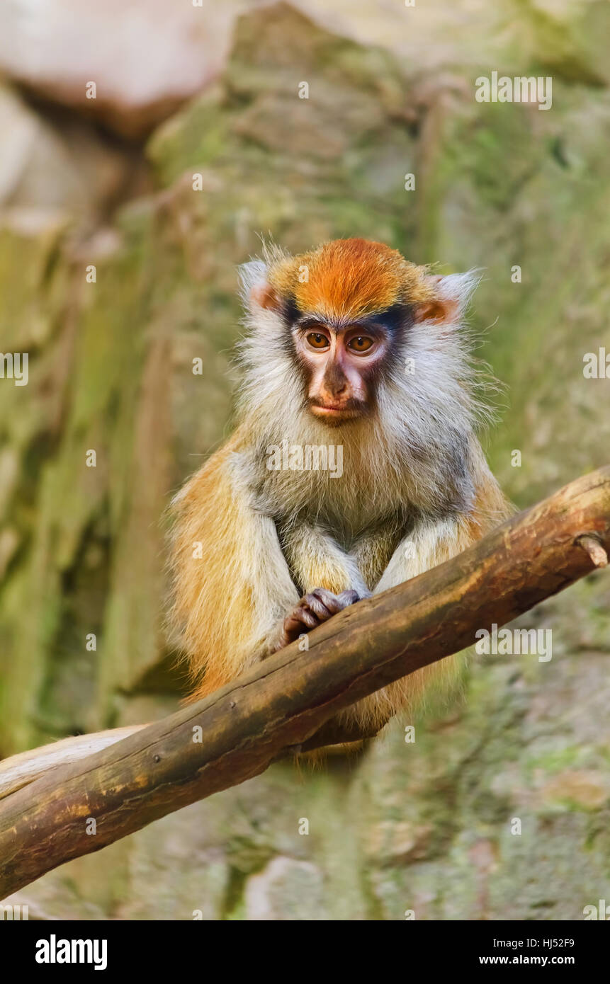 animal, mammal, fauna, wild, portrait, monkey, zoo, look, glancing, see ...