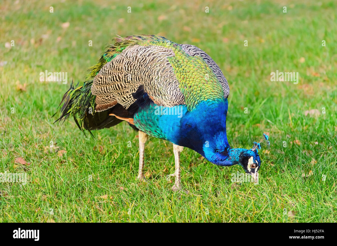 animals, birds, environment, enviroment, animal, bird, fauna, wild ...