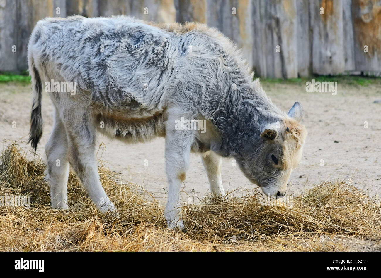 animals, cow, cattle, calf, animal, mammal, fauna, wild, zoo, outdoor ...