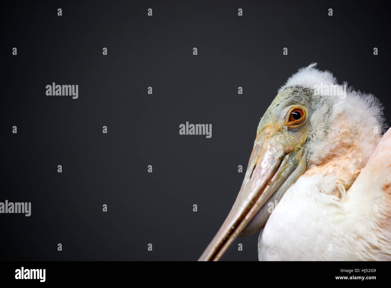 animal, bird, birds, feathers, exotic, fly, flies, flys, flying, bird ...