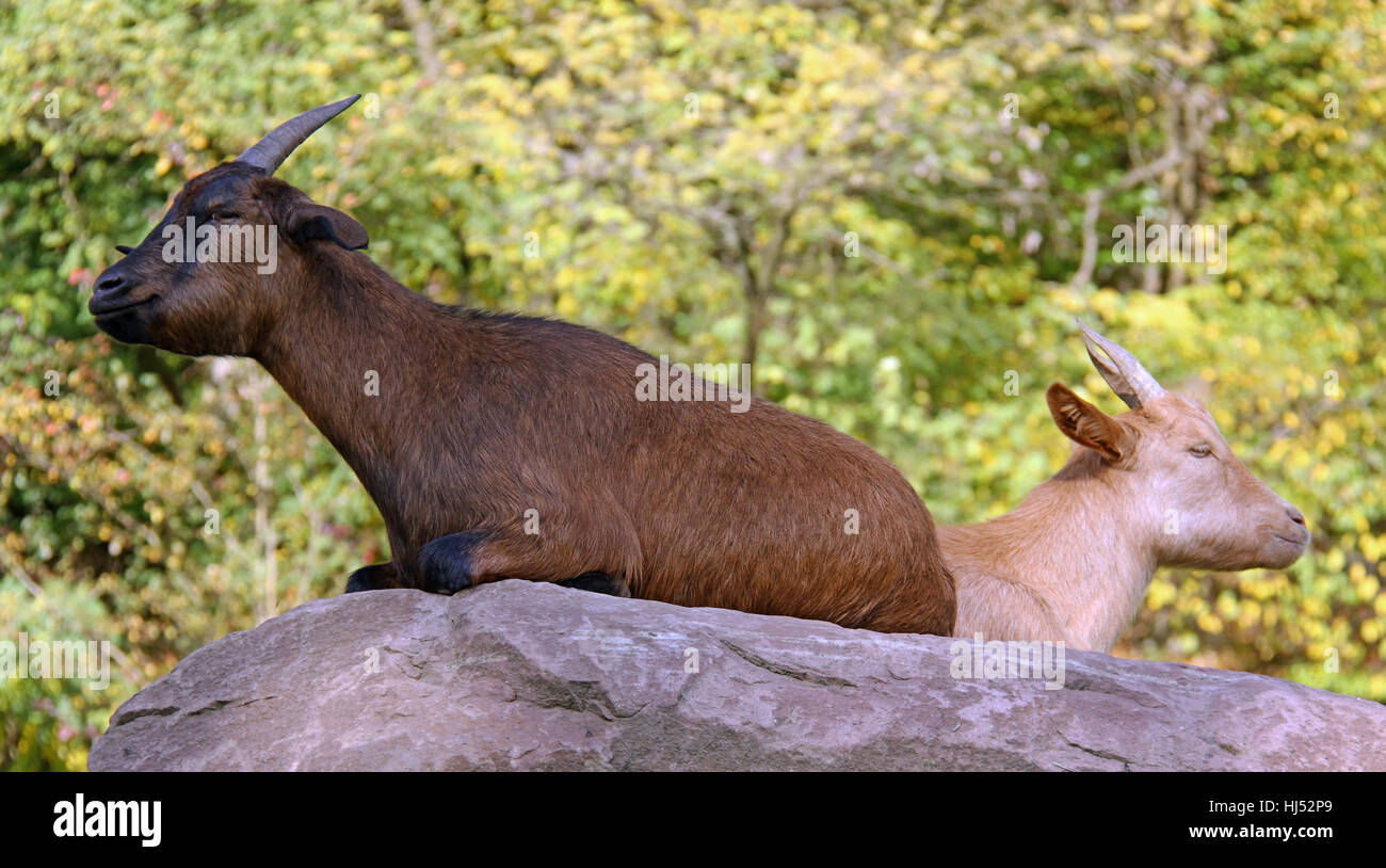 Two resting goats hi-res stock photography and images - Alamy