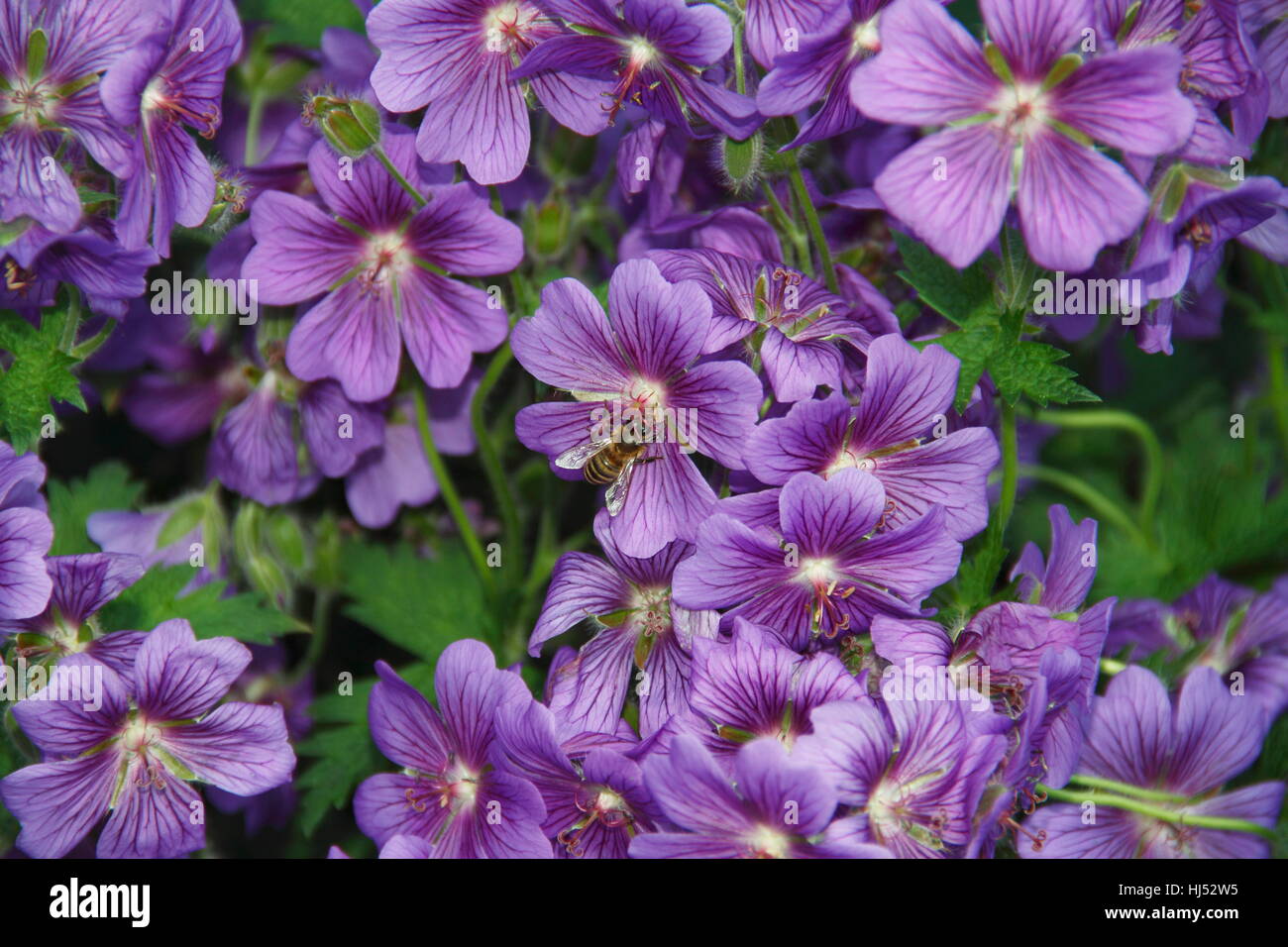 bee on geranium Stock Photo - Alamy
