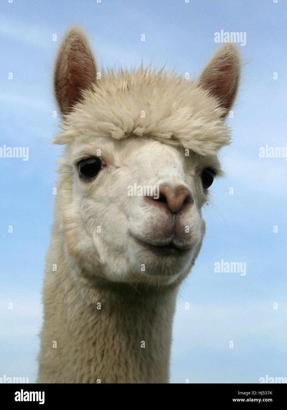animal, wool, latin america, south america, alpaca, peru, andes, alpaca ...