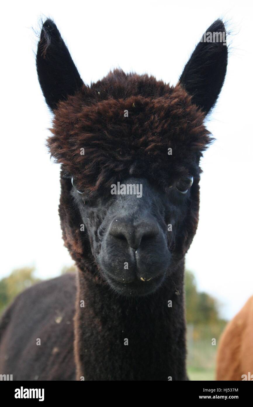 animal, wool, latin america, south america, alpaca, peru, andes, alpaca ...