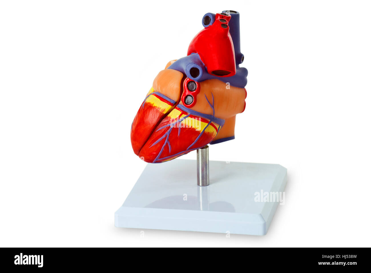model of a human heart Stock Photo - Alamy