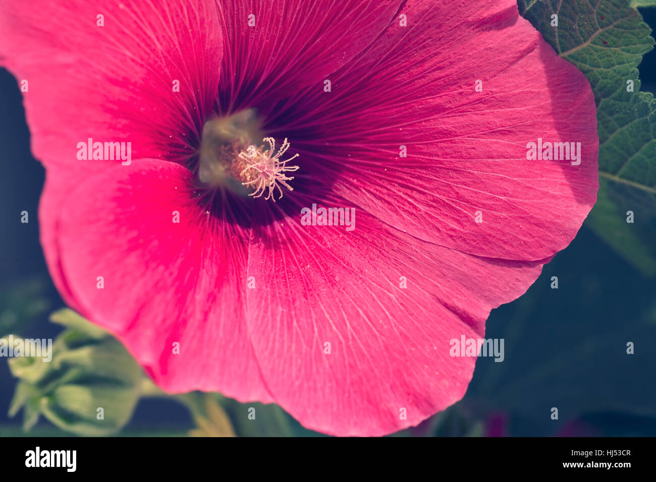 red mallow flower in close-up, note shallow depth of field Stock Photo ...