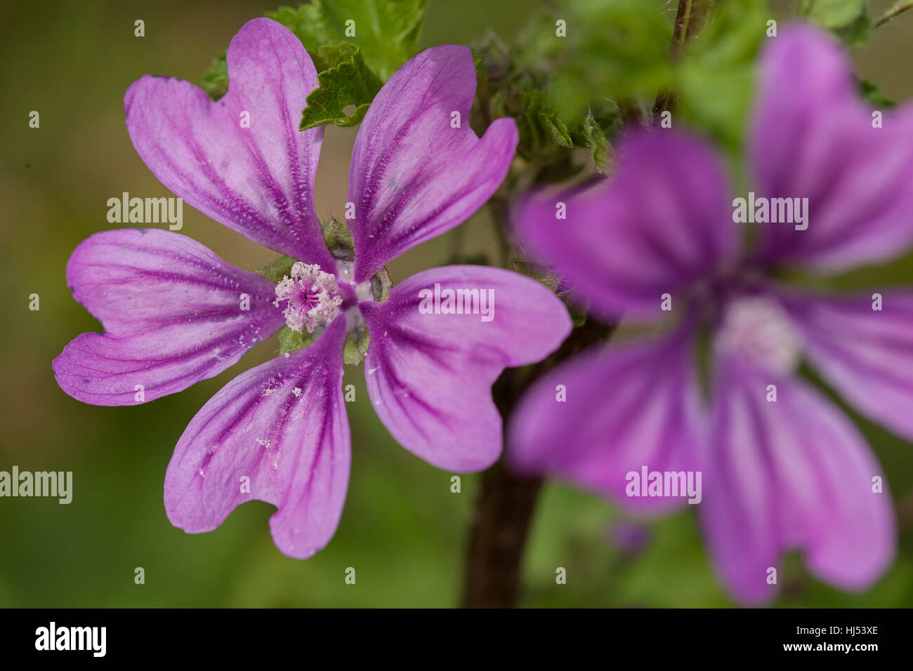 Malva parviflora hi-res stock photography and images - Alamy